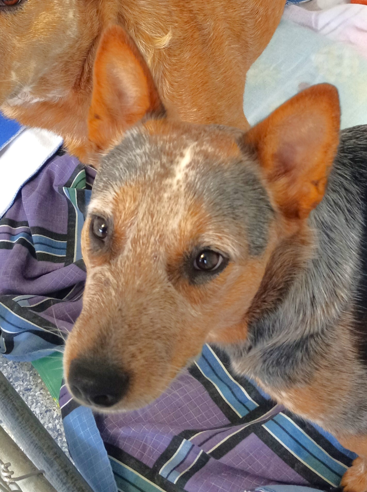 Agnes Is NCCR Dog Of Week | News, Sports, Jobs - Post Journal